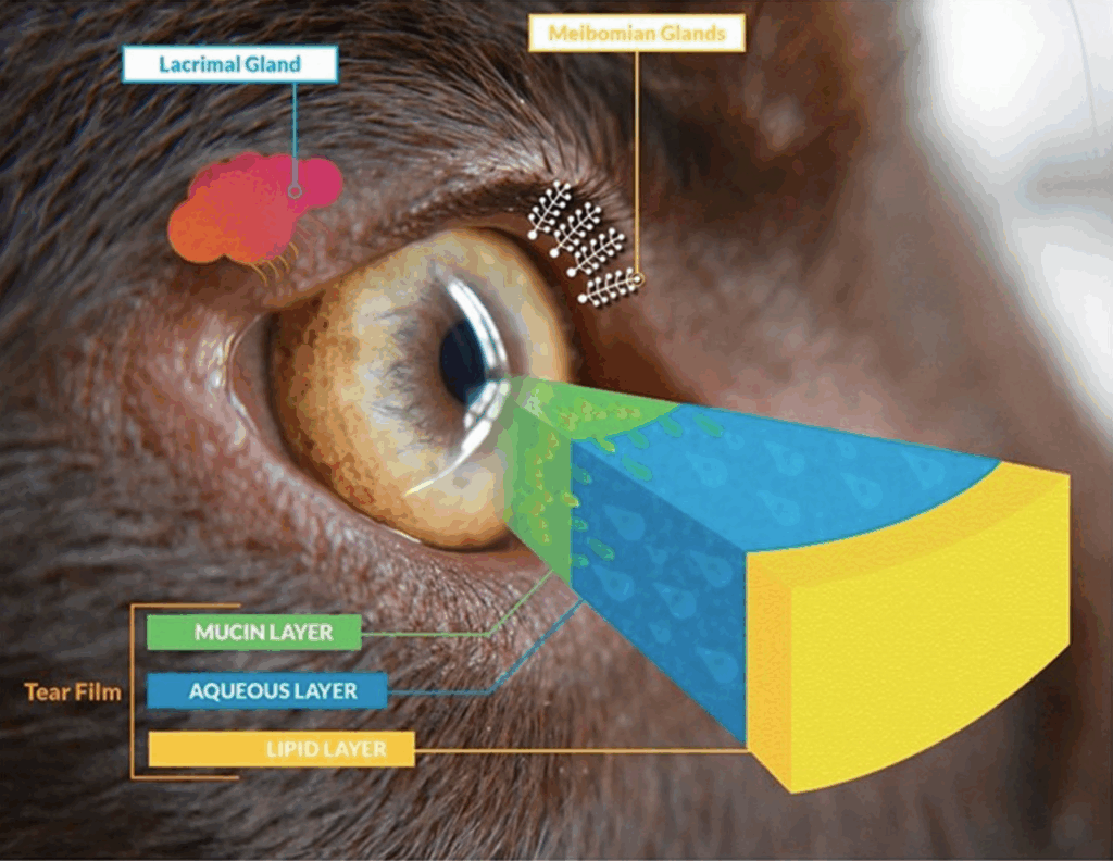 Dry Eye Disease in Dogs - ECA